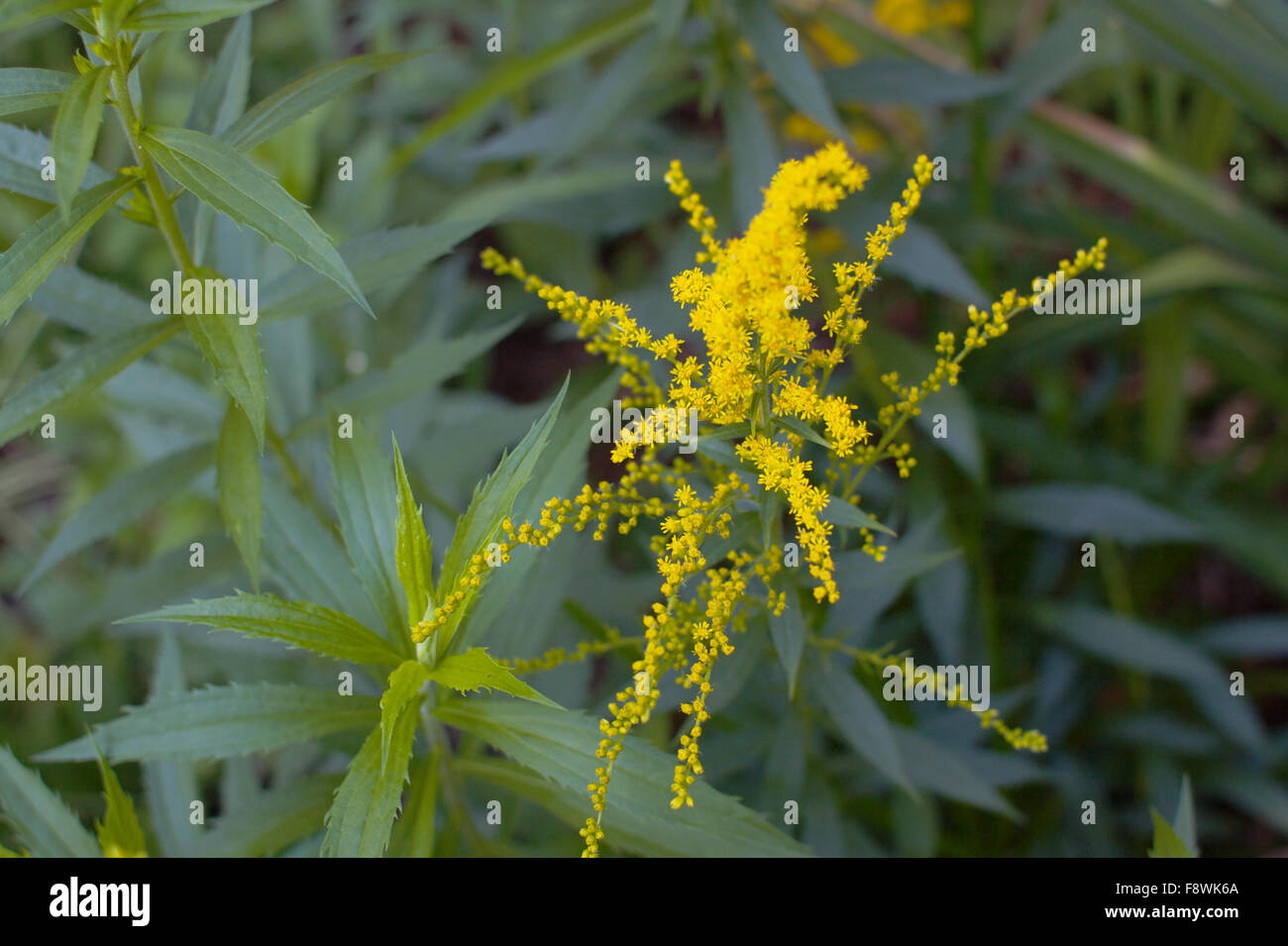 Golden rod flowers hi-res stock photography and images - Alamy