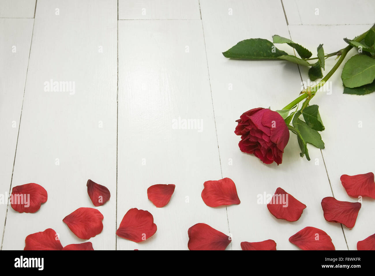 Single Red rose and fake red rose petals on white wooden floorbo Stock ...