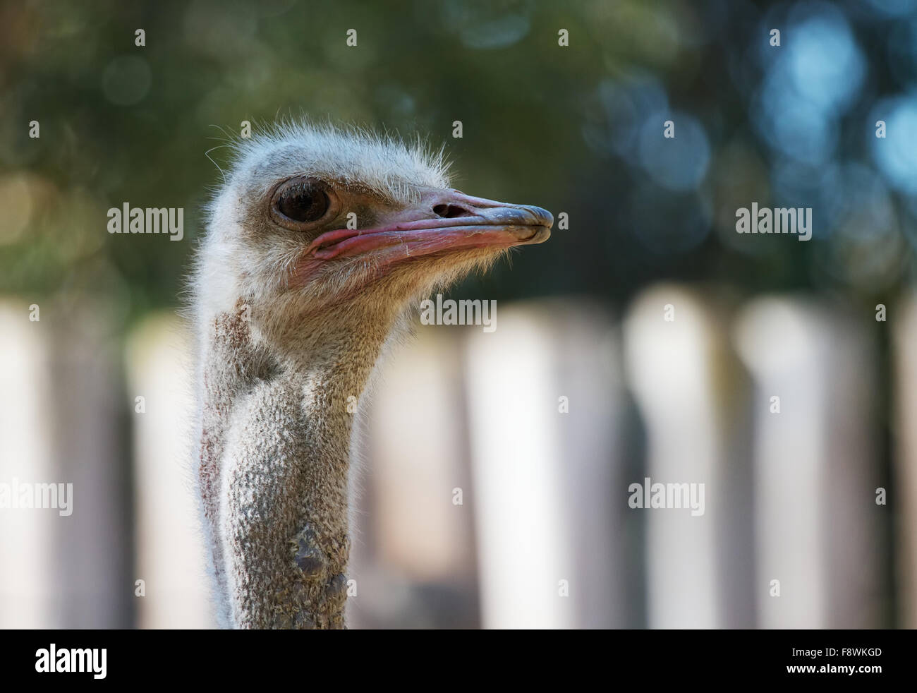 Ostrich head looking right Stock Photo - Alamy