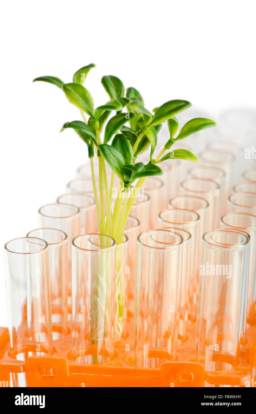 Experiment with green seedlings in the lab Stock Photo - Alamy