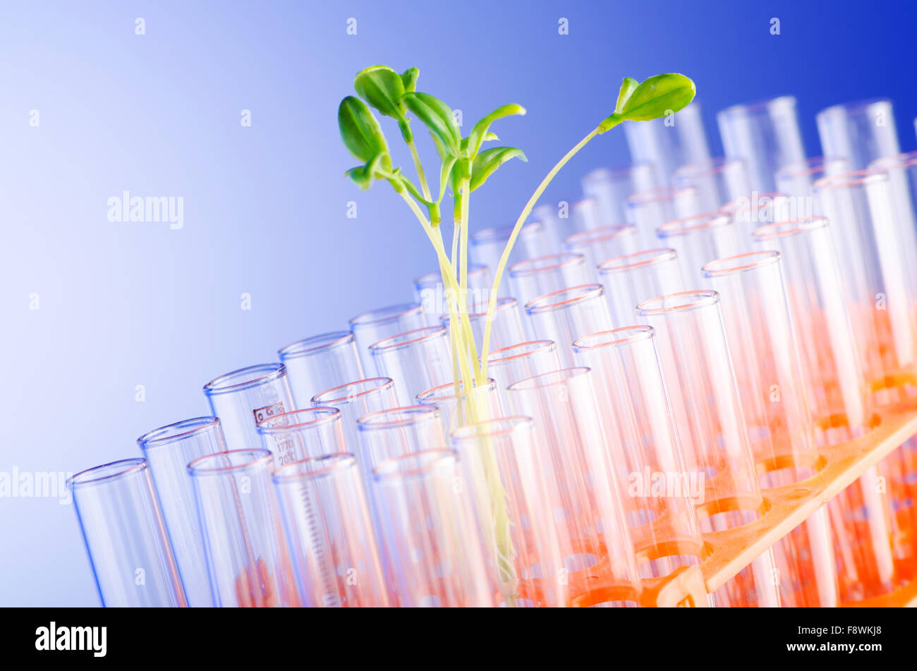Lab experiment with green seedlings Stock Photo - Alamy