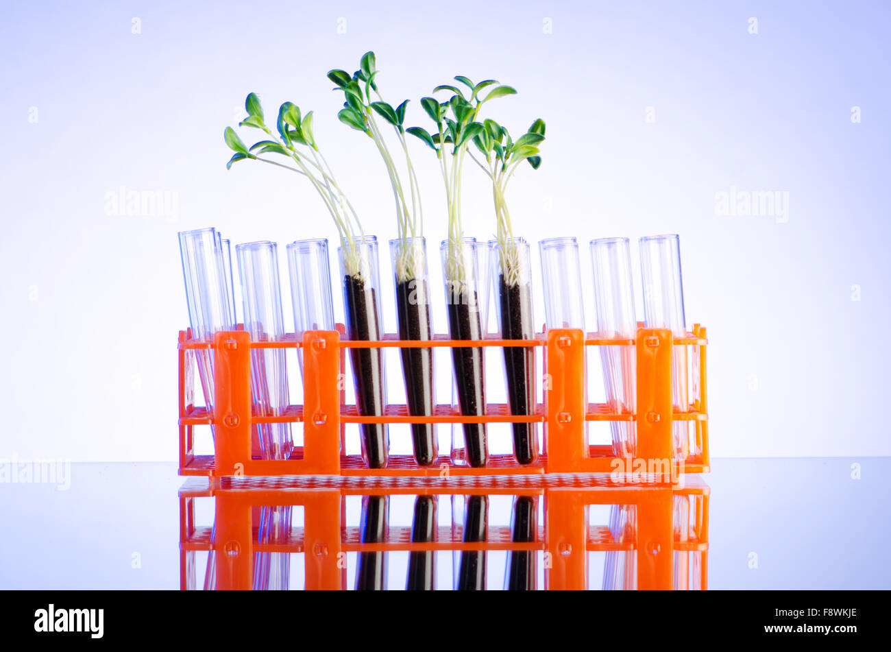 Lab experiment with green seedlings Stock Photo - Alamy