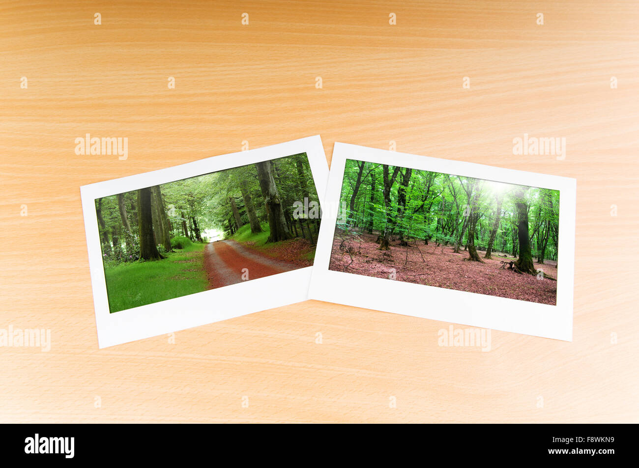 Forest on the picture frames Stock Photo - Alamy