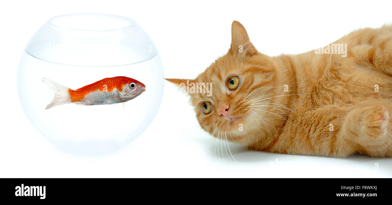 Cat and fish Stock Photo - Alamy