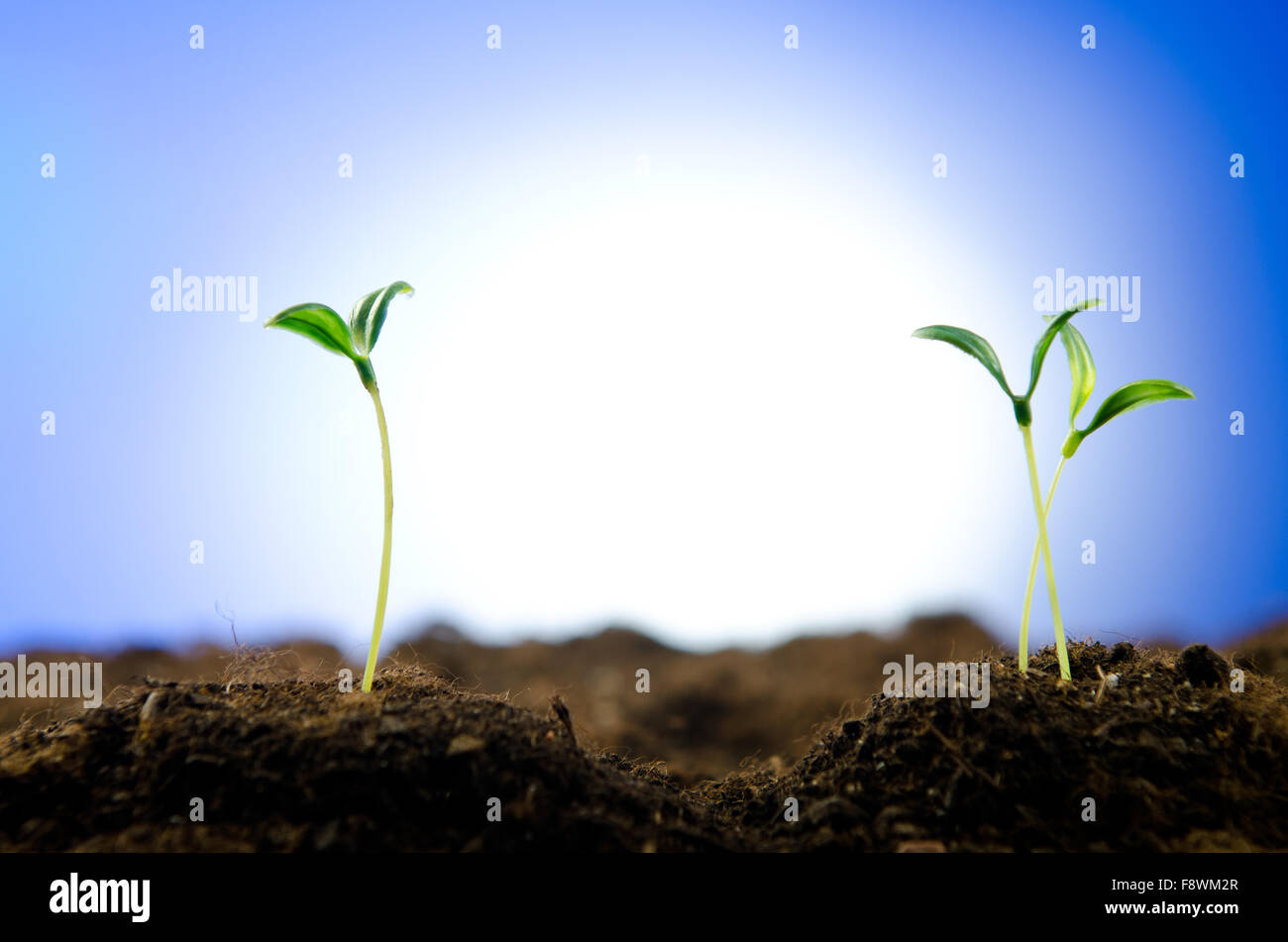 Green seedlings in new life concept Stock Photo - Alamy