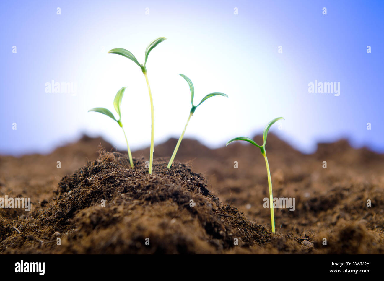 Green seedlings in new life concept Stock Photo - Alamy