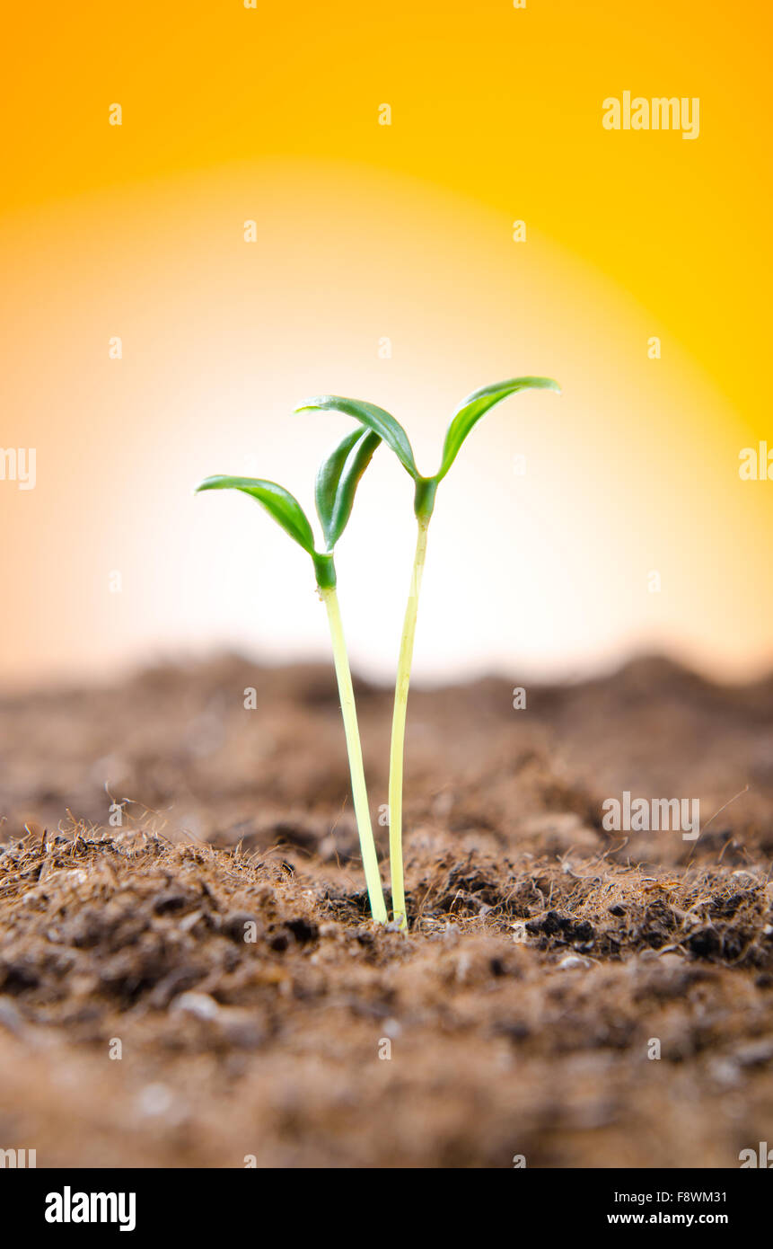 Green seedlings in new life concept Stock Photo - Alamy