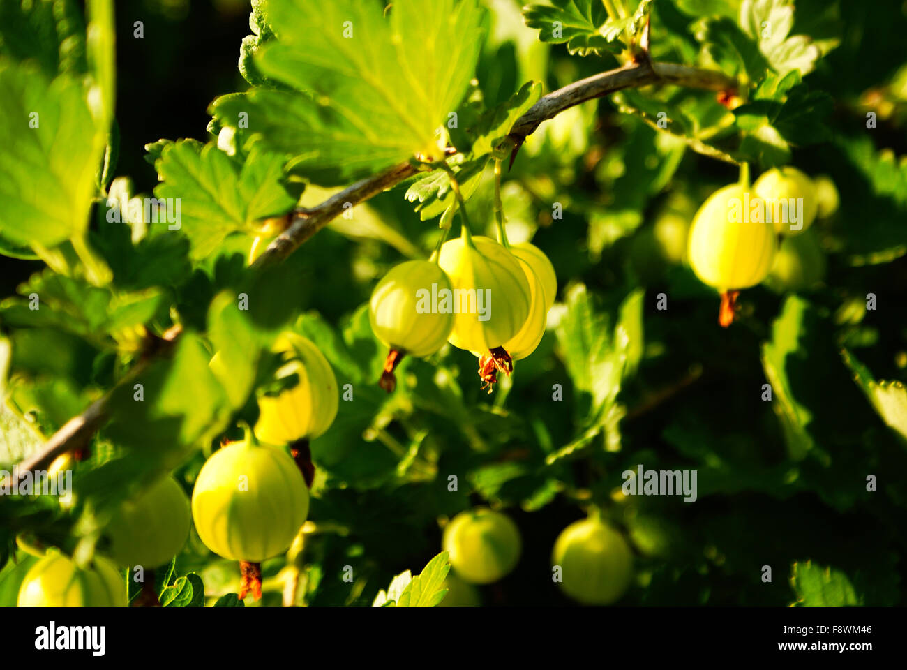 Berry vegetation hi-res stock photography and images - Alamy