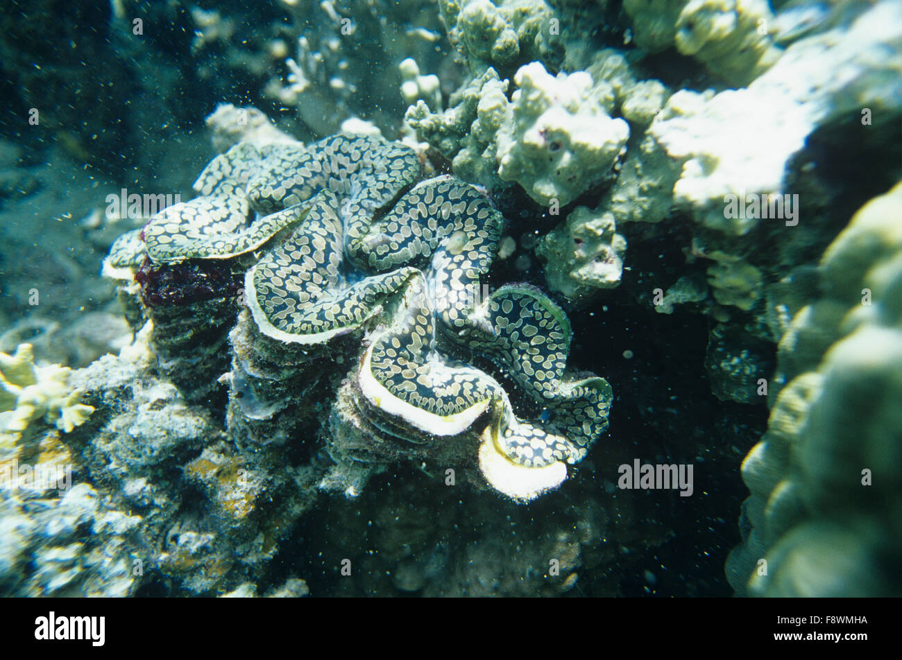 Giant clams fiji hi-res stock photography and images - Alamy