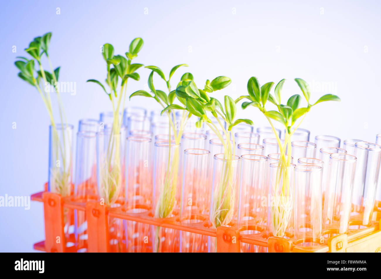 Lab experiment with green seedlings Stock Photo - Alamy