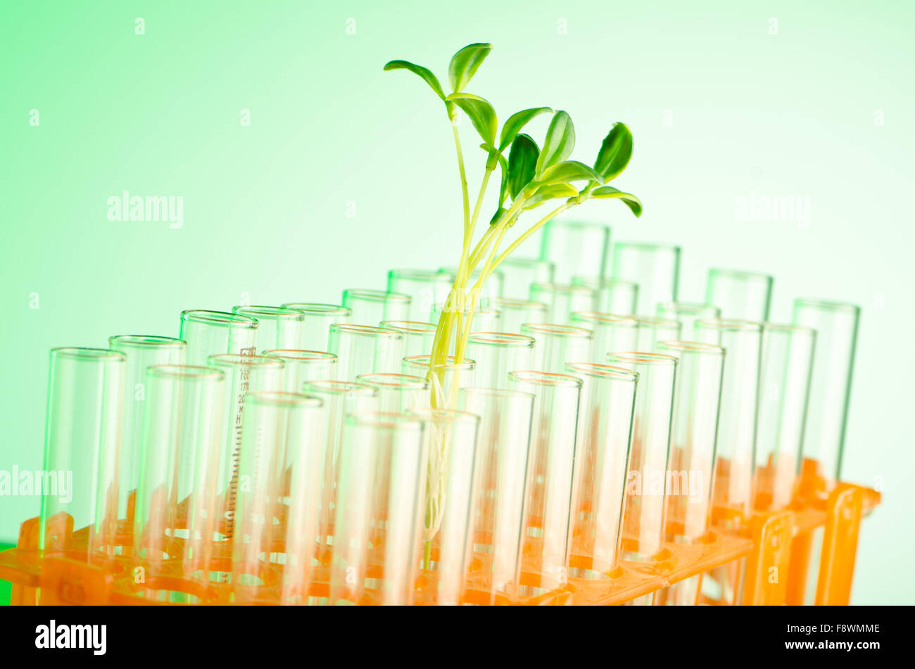 Experiment with green seedlings in the lab Stock Photo - Alamy