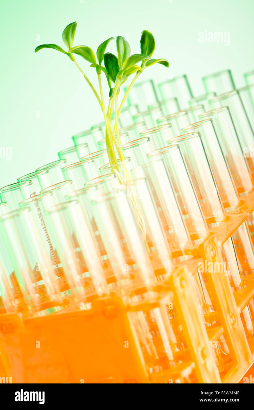 Experiment with green seedlings in the lab Stock Photo - Alamy