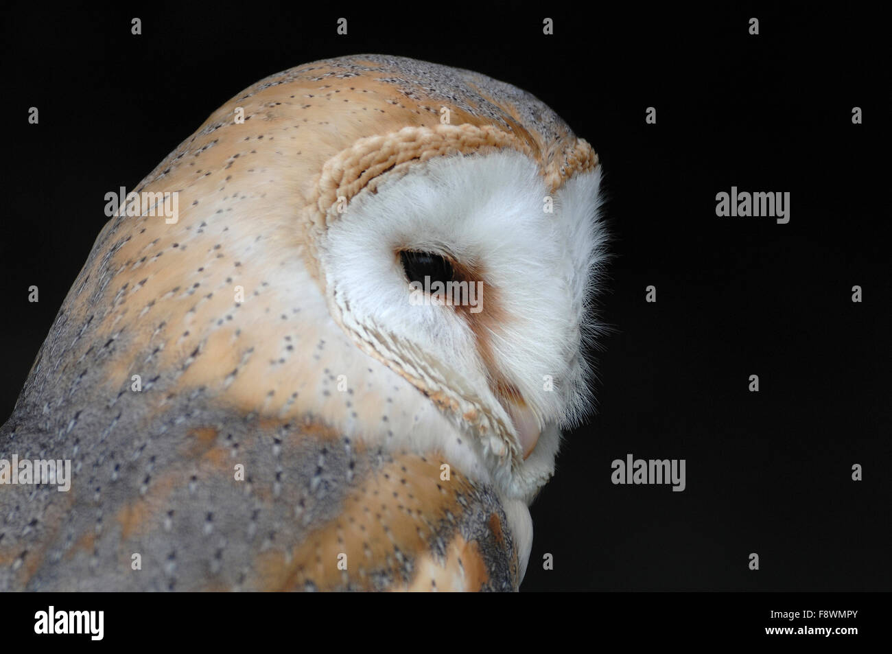 A close-up of the face of a barn owl UK Stock Photo - Alamy