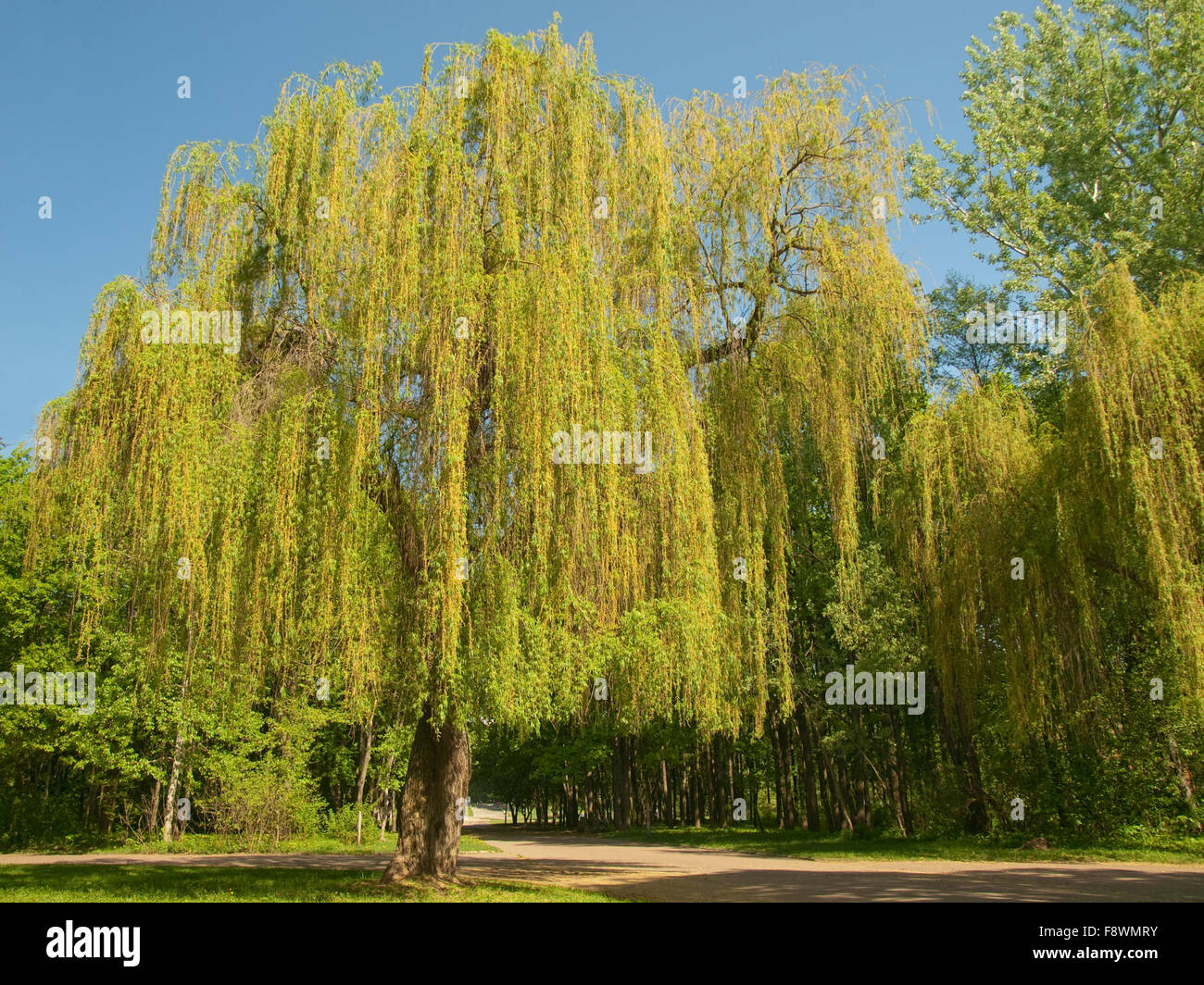 Willow tree in a park Stock Photo - Alamy