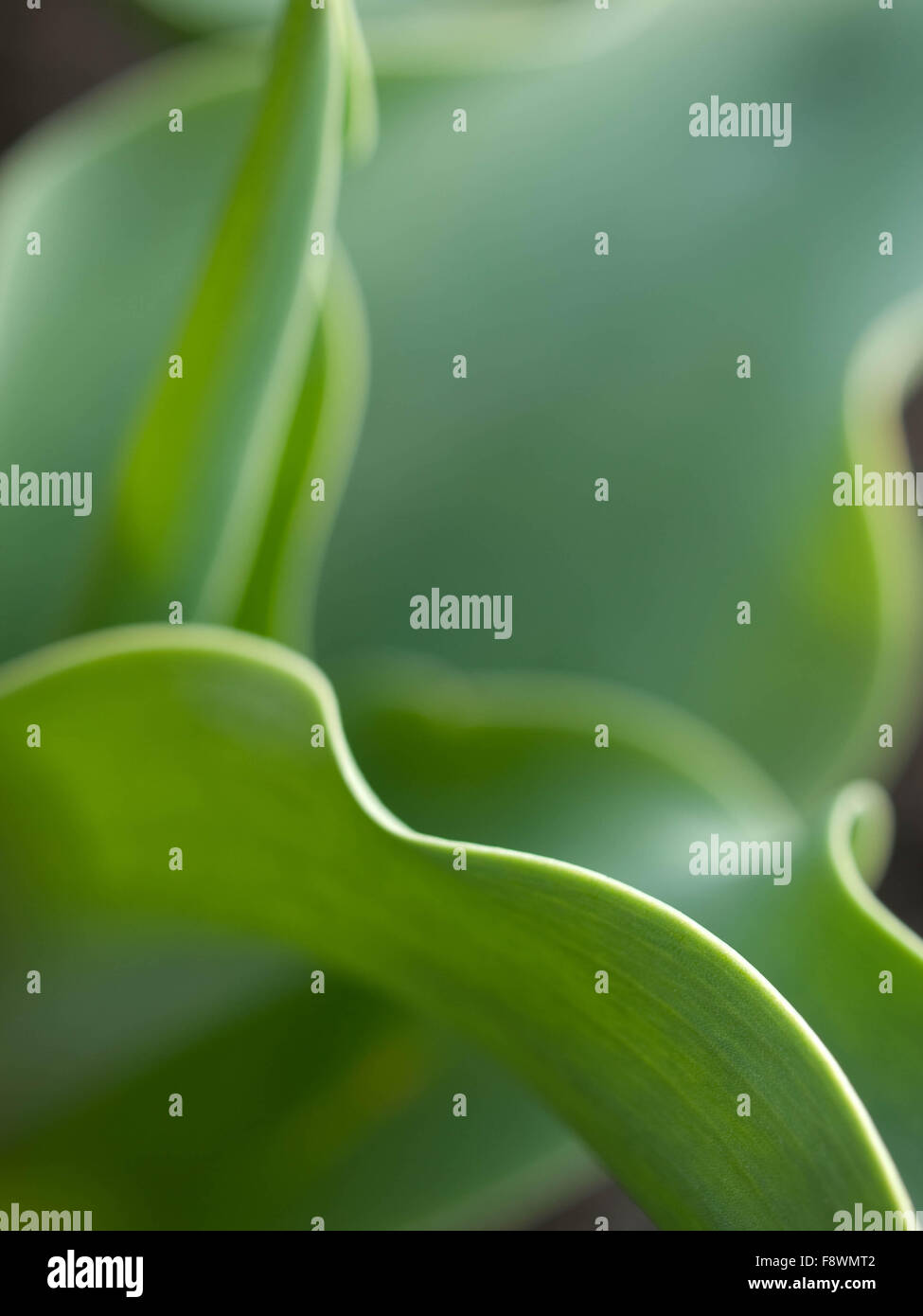 Abstract image of flower hi-res stock photography and images - Alamy