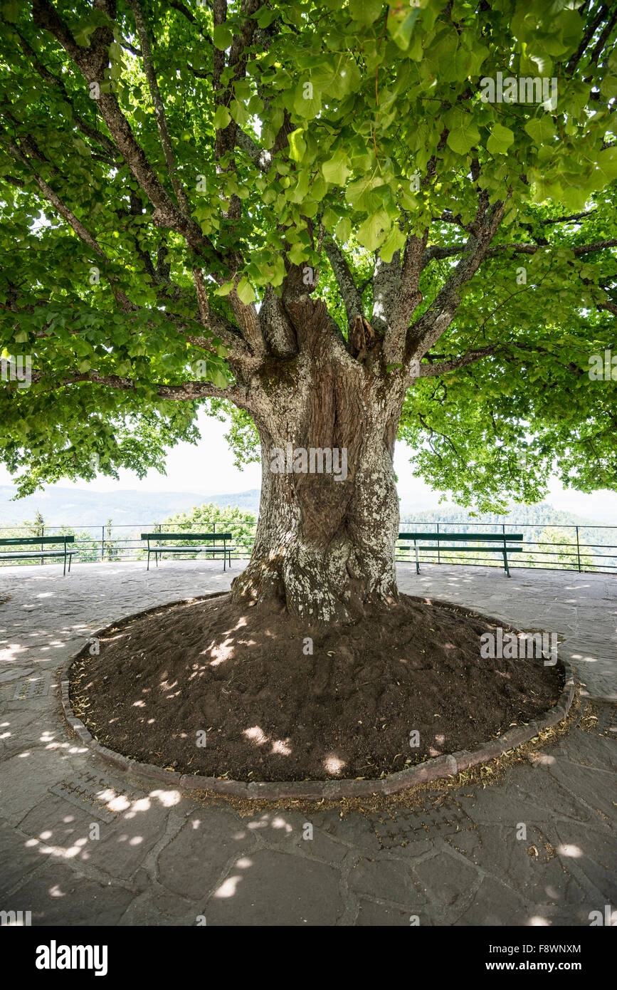 Ancient lime tree, monastery Mont Sainte-Odile, Ottrott, Bas-Rhin ...