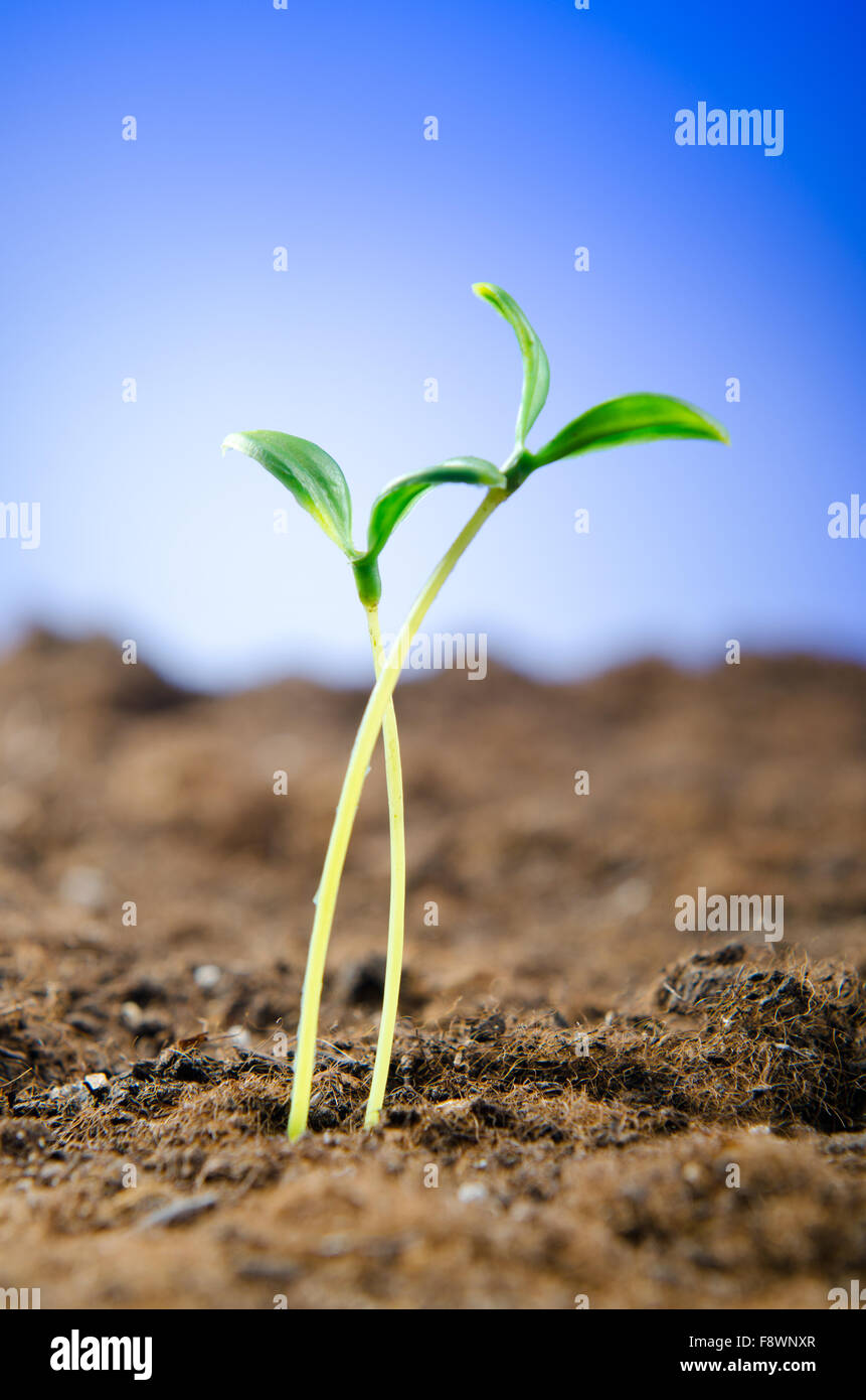 Green seedlings in new life concept Stock Photo - Alamy