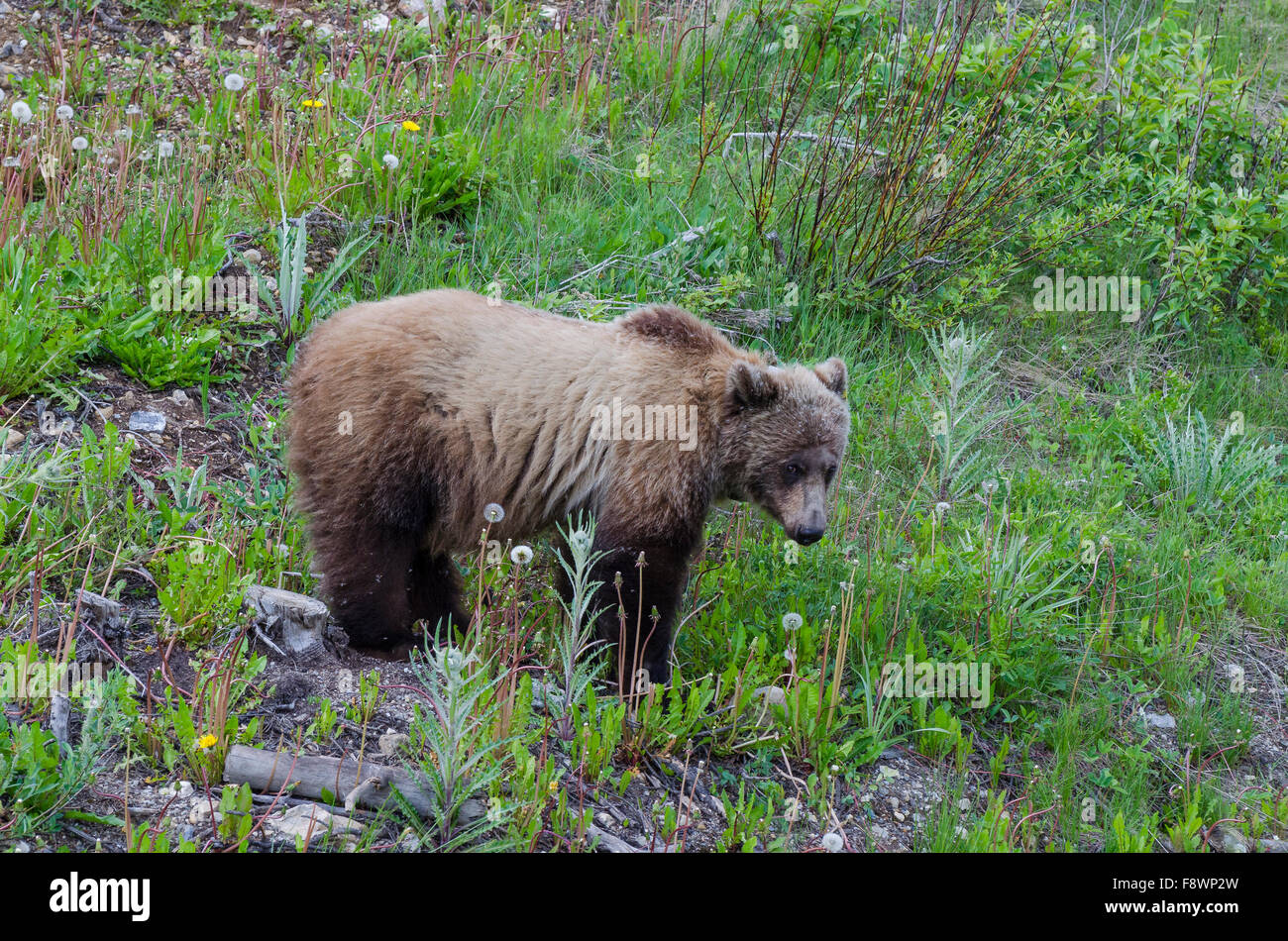 Grizzly bear british columbia hi-res stock photography and images - Alamy