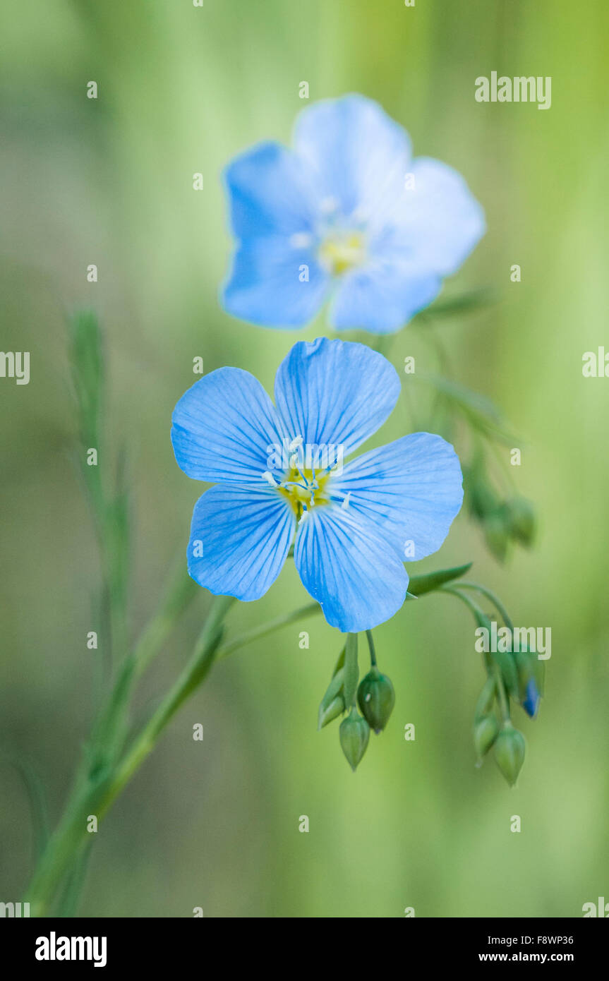 Wild blue flax, Linum usitatissimum Stock Photo - Alamy