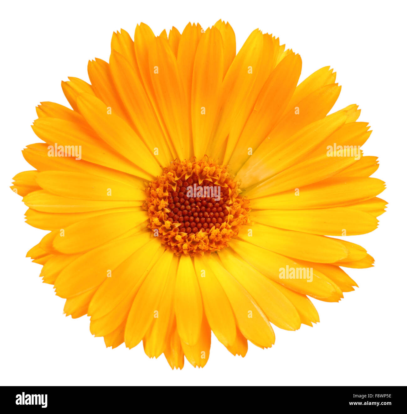 One orange flower of calendula Stock Photo - Alamy