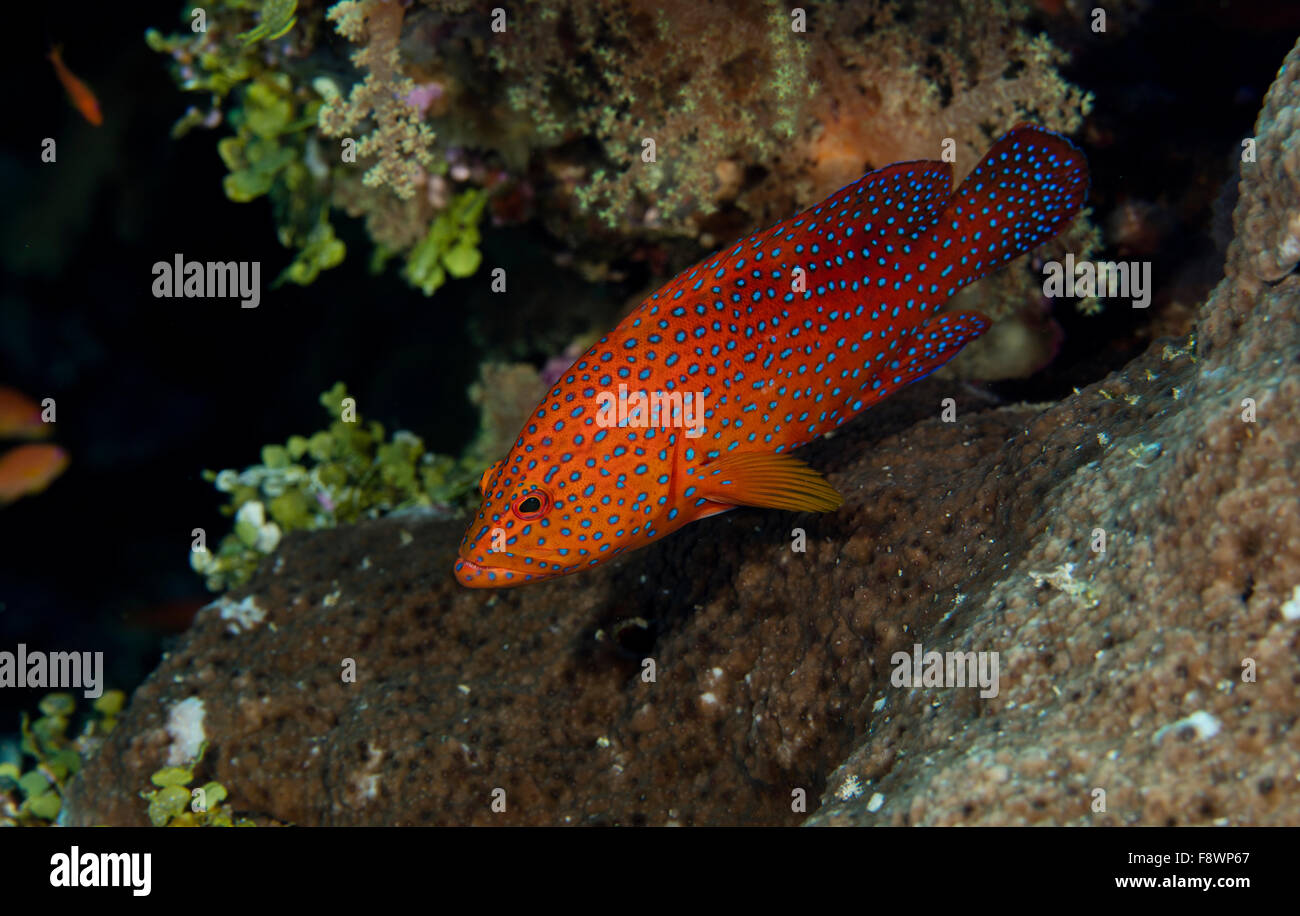 Colorful Coral grouper Stock Photo - Alamy