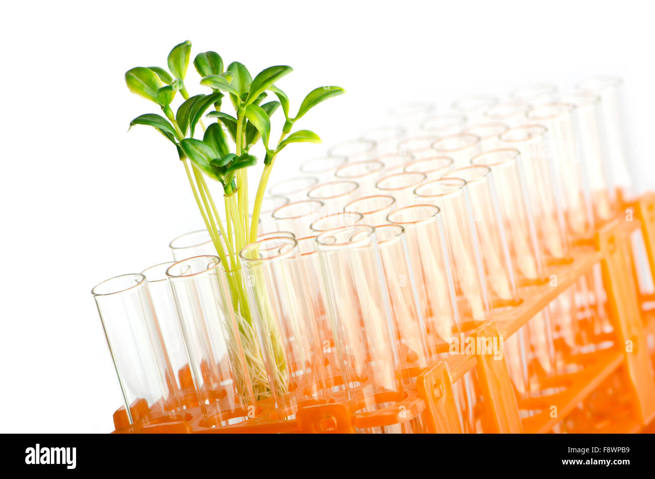 Experiment with green seedlings in the lab Stock Photo - Alamy