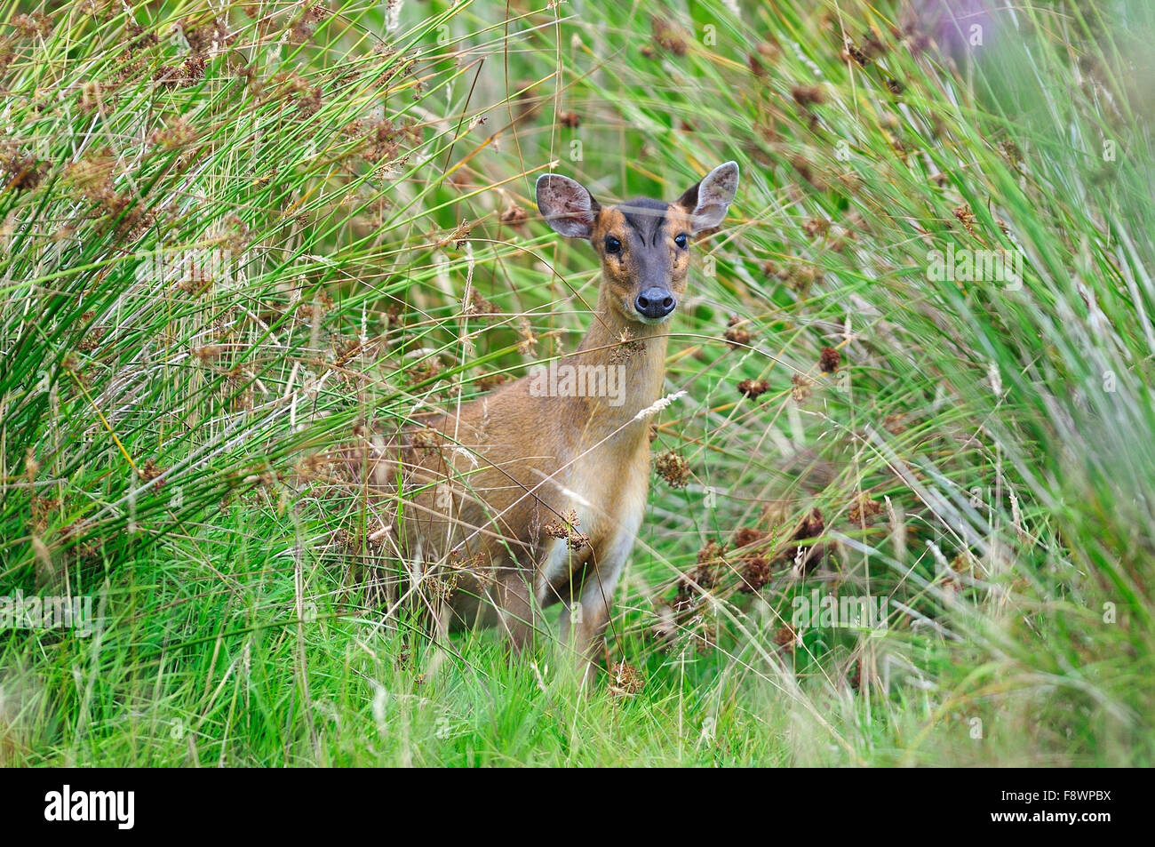 Muntjac Stock Photos & Muntjac Stock Images - Alamy