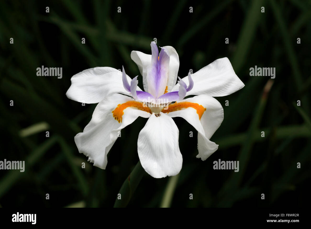 Orchard flowers in a botanical garden Stock Photo - Alamy