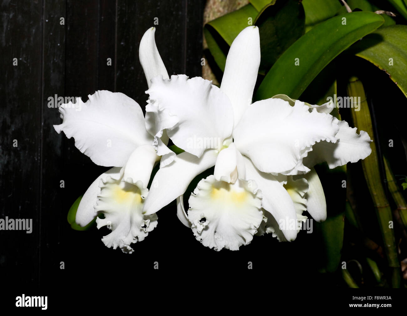 Orchard flowers in a botanical garden Stock Photo - Alamy