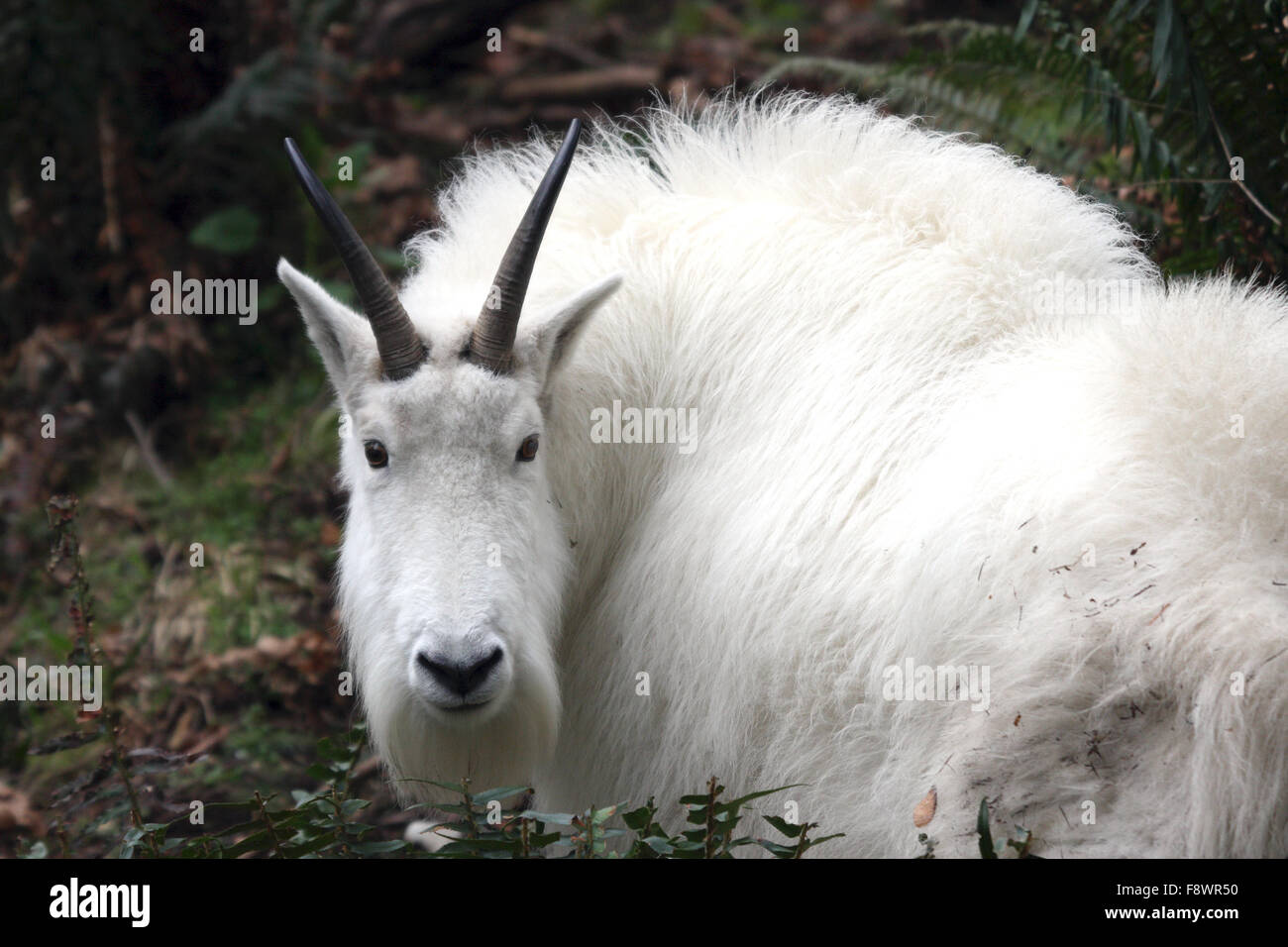 Mountain Goat. Photo taken at Northwest Trek Wildlife Park, WA Stock ...