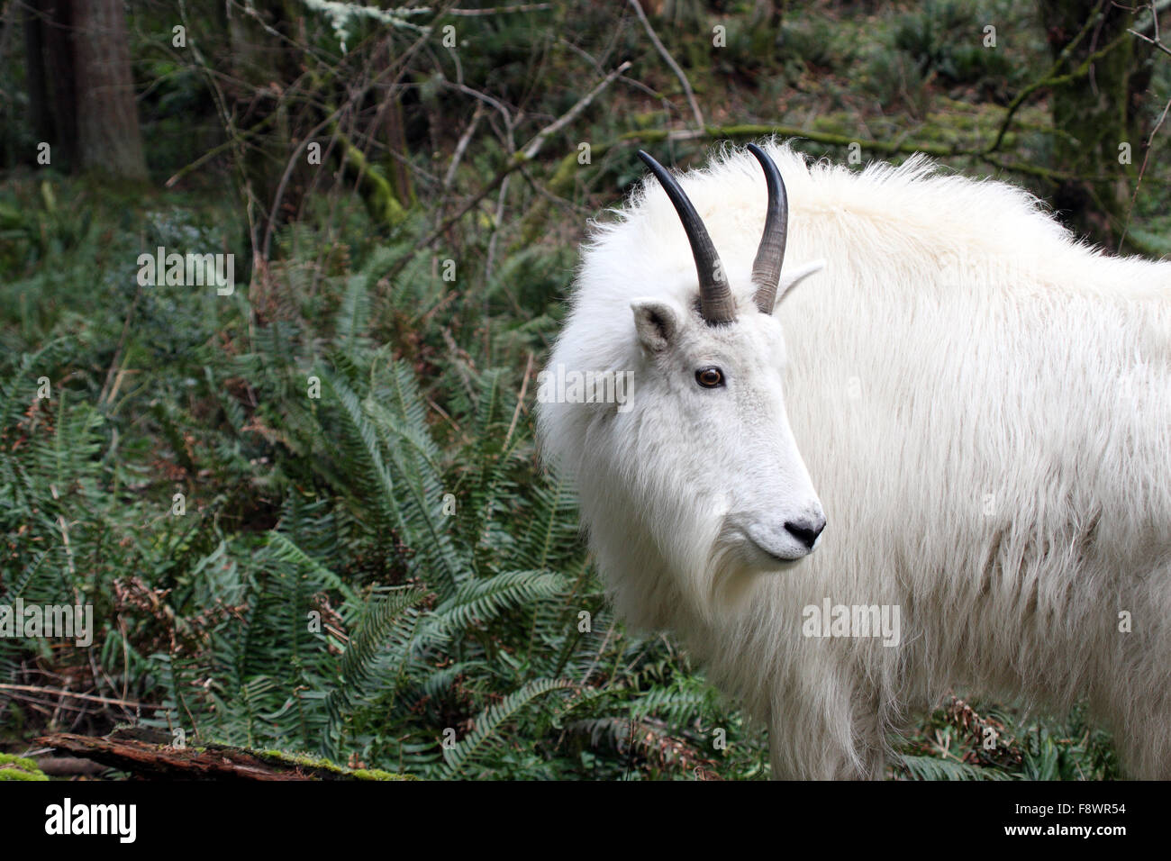 Mountain Goat. Photo taken at Northwest Trek Wildlife Park, WA Stock ...