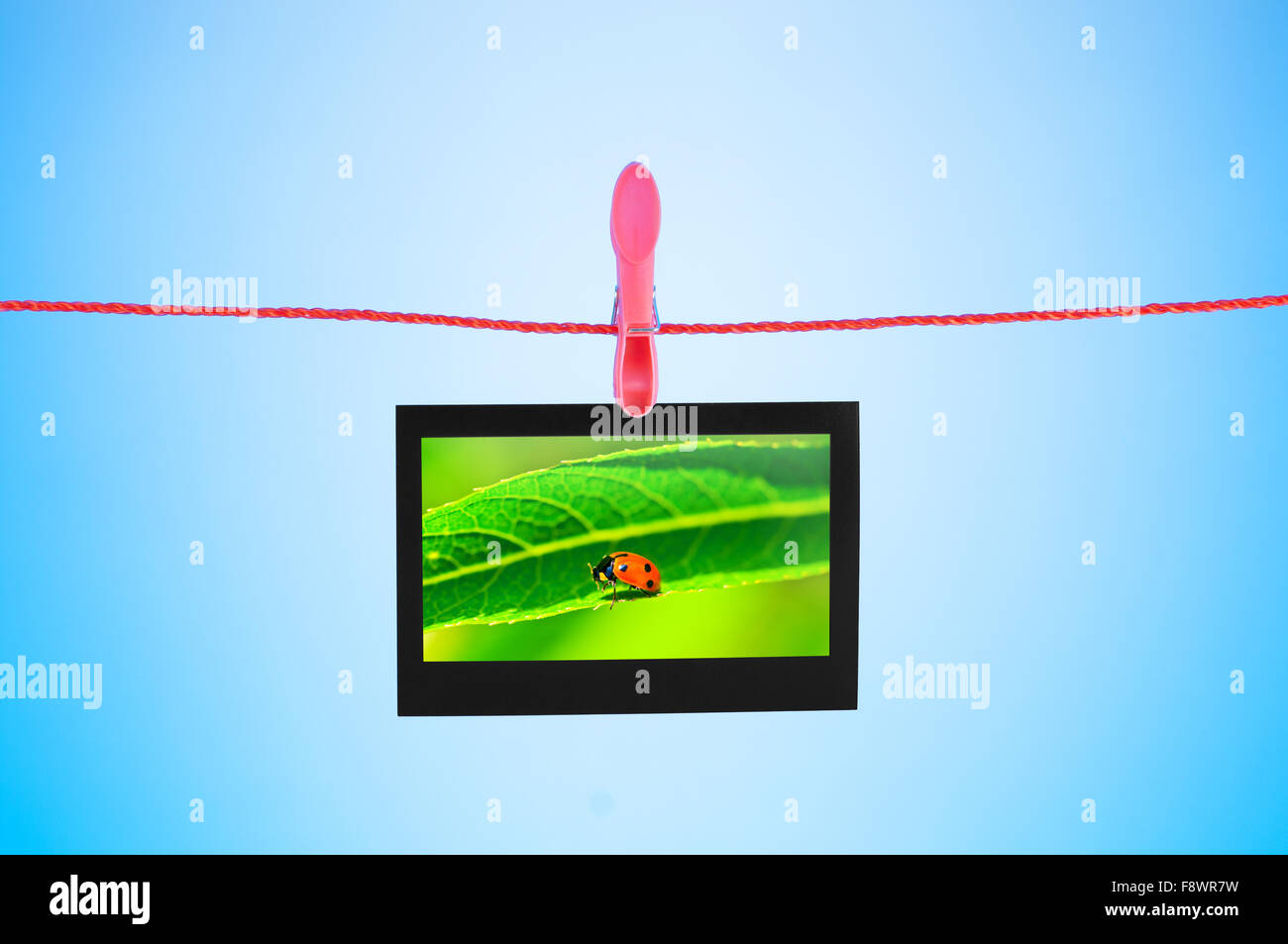 Ladybug on the hanging photo Stock Photo - Alamy