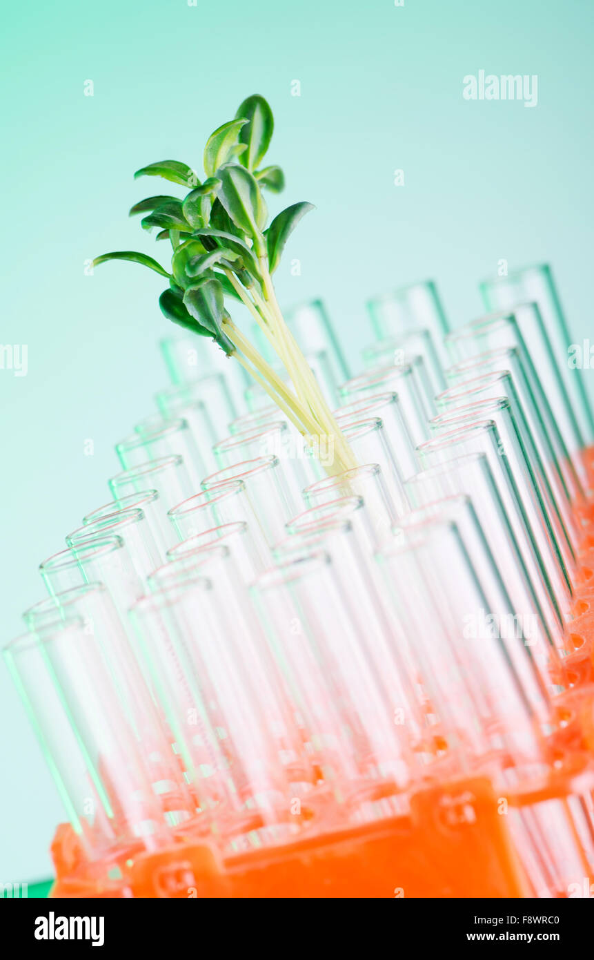 Lab experiment with green grass Stock Photo - Alamy