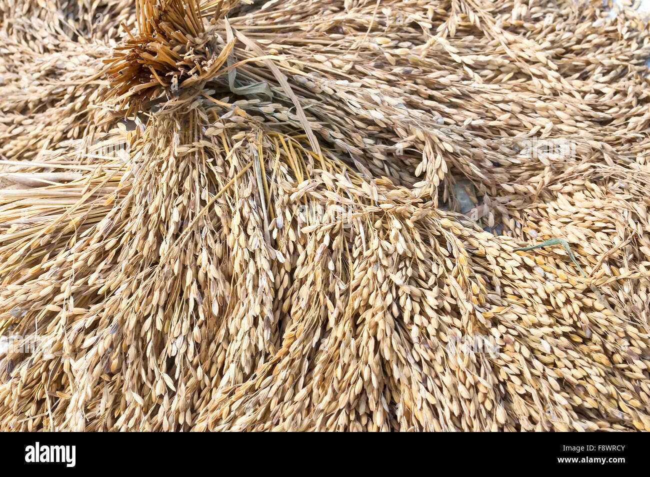 Rice is drying Stock Photo - Alamy
