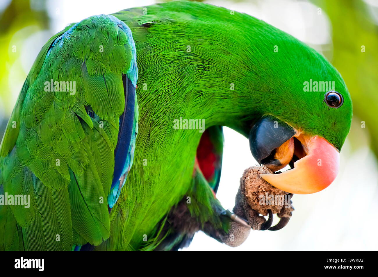 Macaw is eating Stock Photo - Alamy