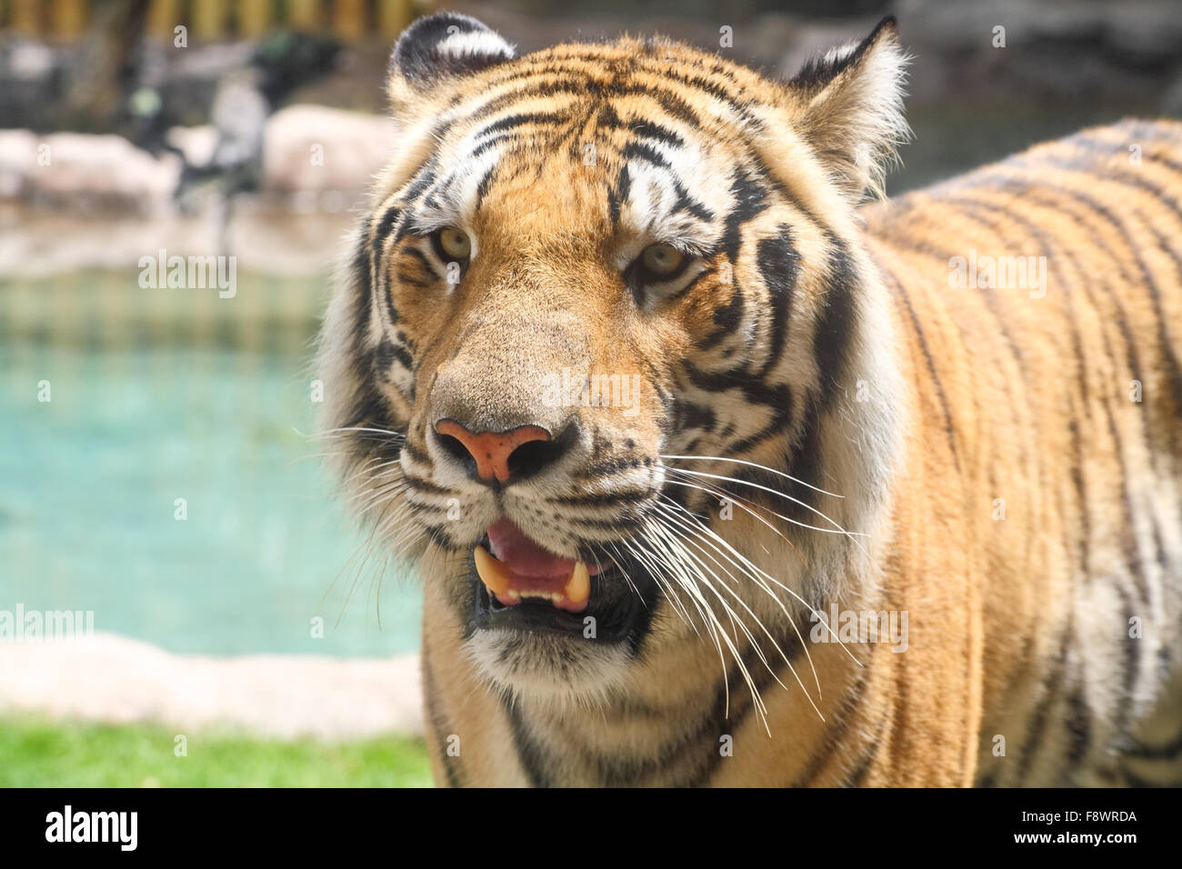 brown tiger closeup Stock Photo - Alamy