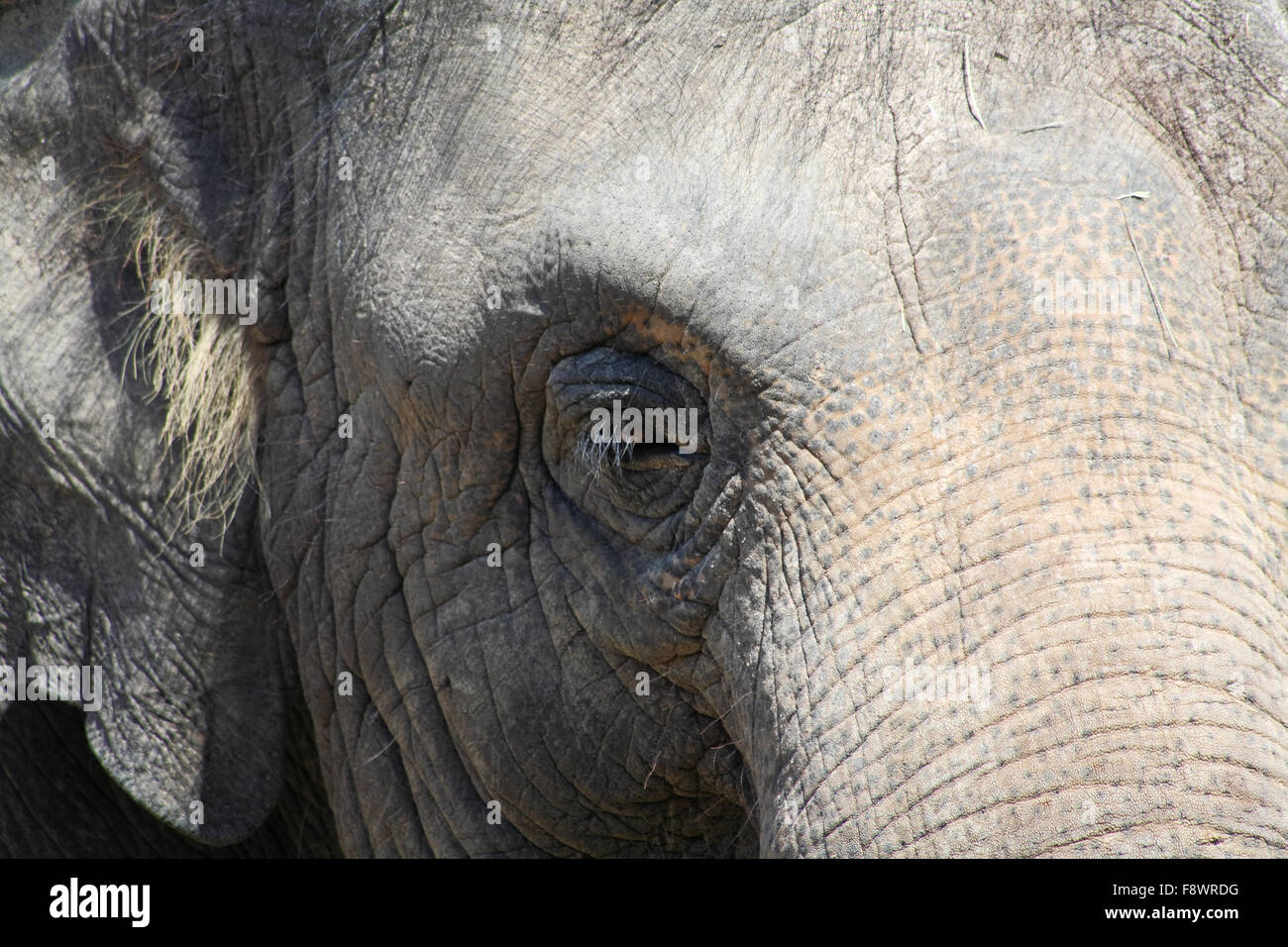 Closeup of an elephant Stock Photo - Alamy
