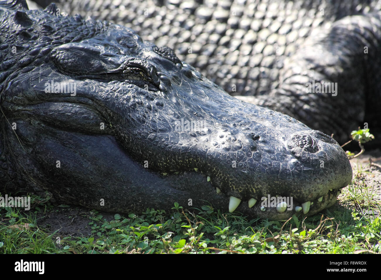 alligator in a park in Florida State Stock Photo - Alamy