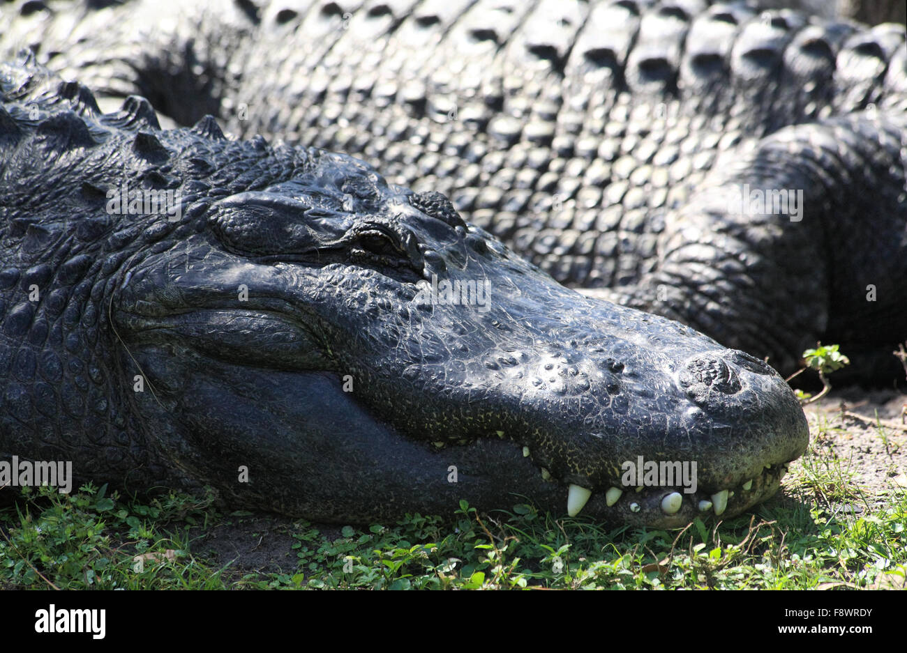 alligator in a park in Florida State Stock Photo - Alamy
