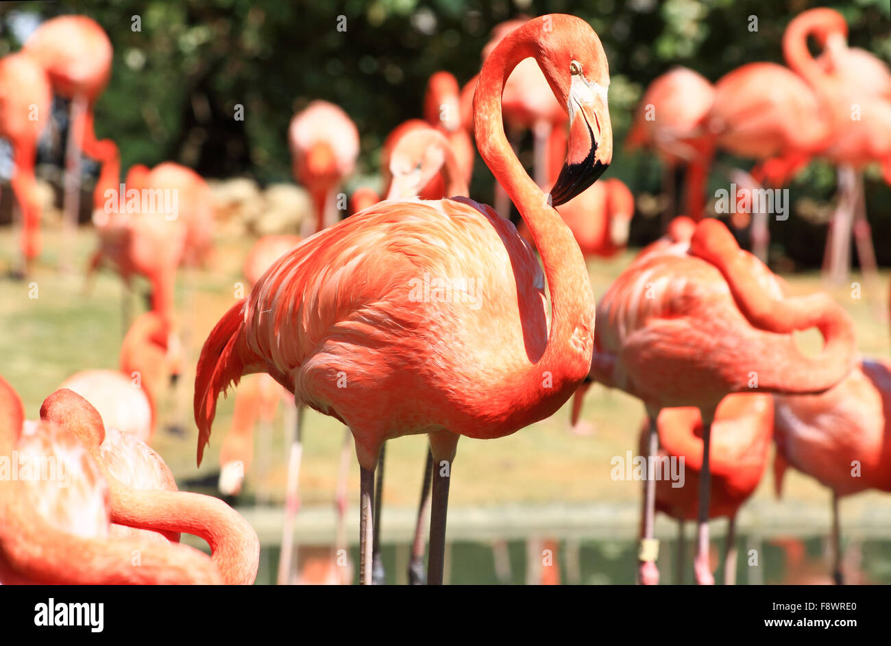 red flamingo in a park in Florida Stock Photo - Alamy