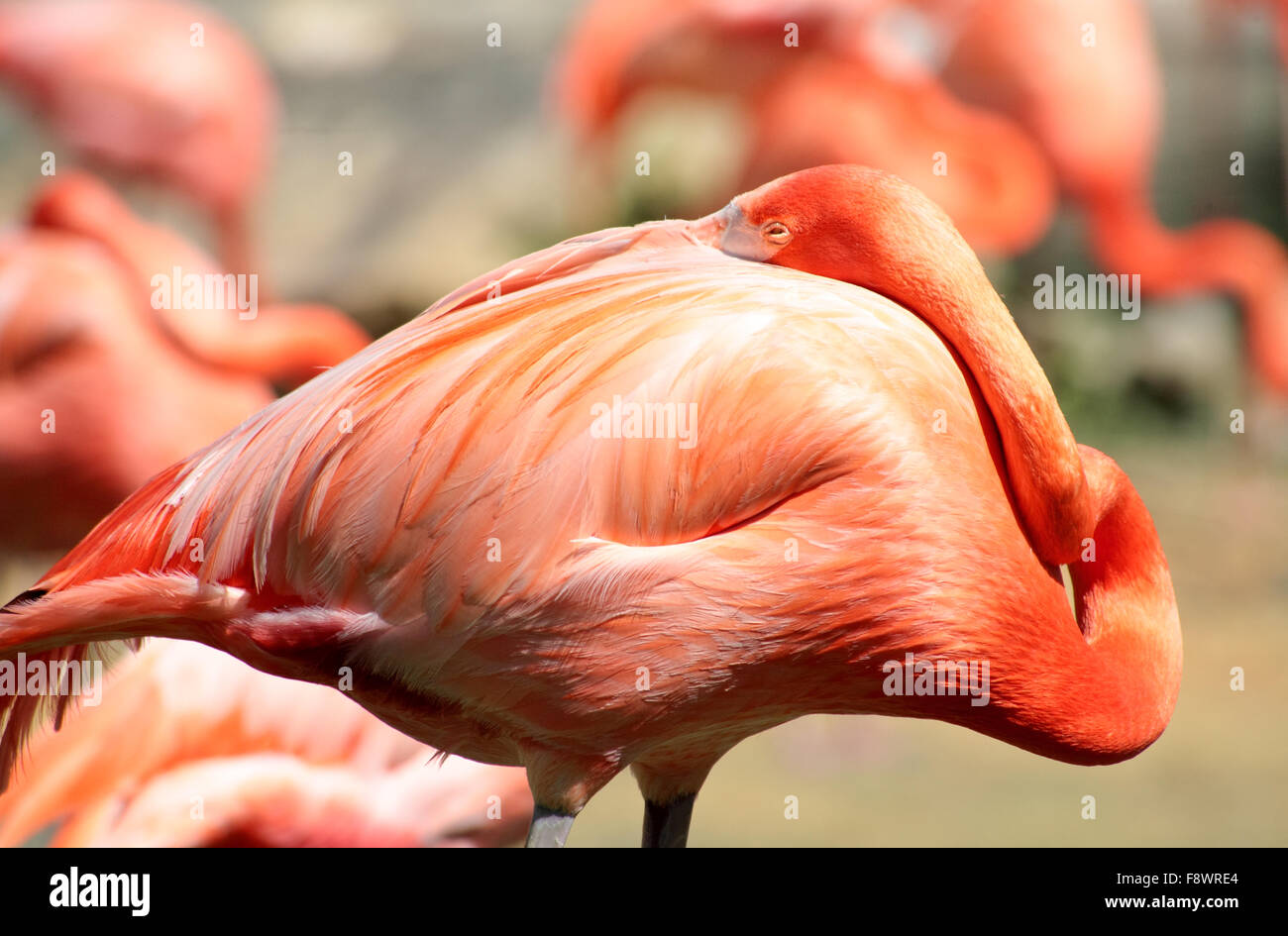red flamingo in a park in Florida Stock Photo - Alamy