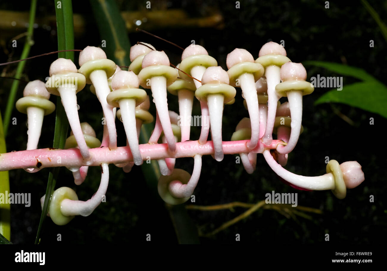 Flowers at a botanic garden Stock Photo - Alamy