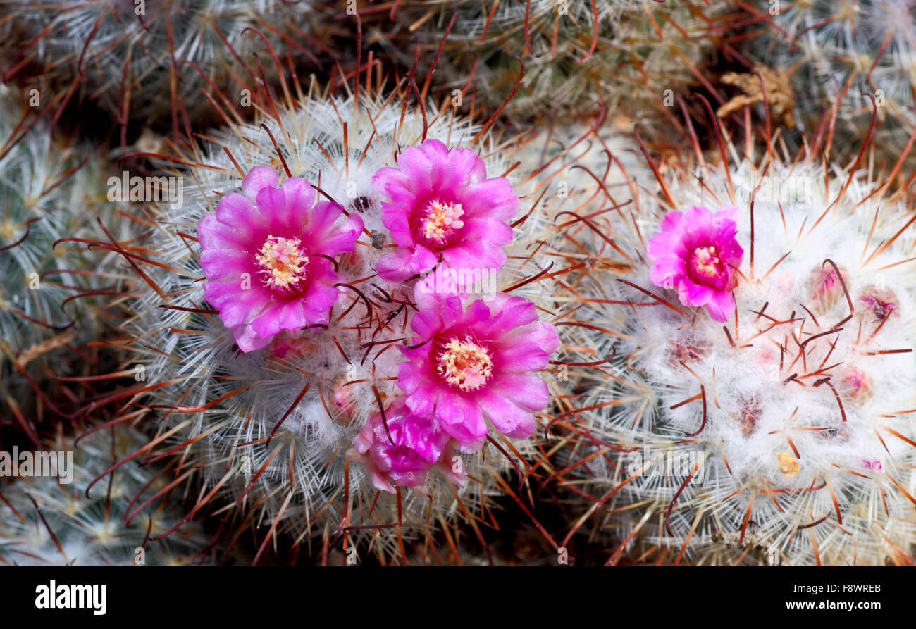 Flowers at a botanic garden Stock Photo - Alamy