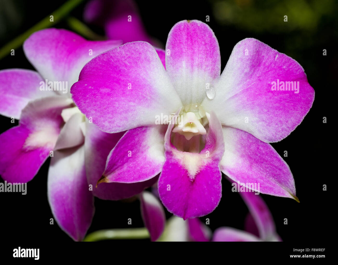 Orchard show in botanical garden hi-res stock photography and images ...