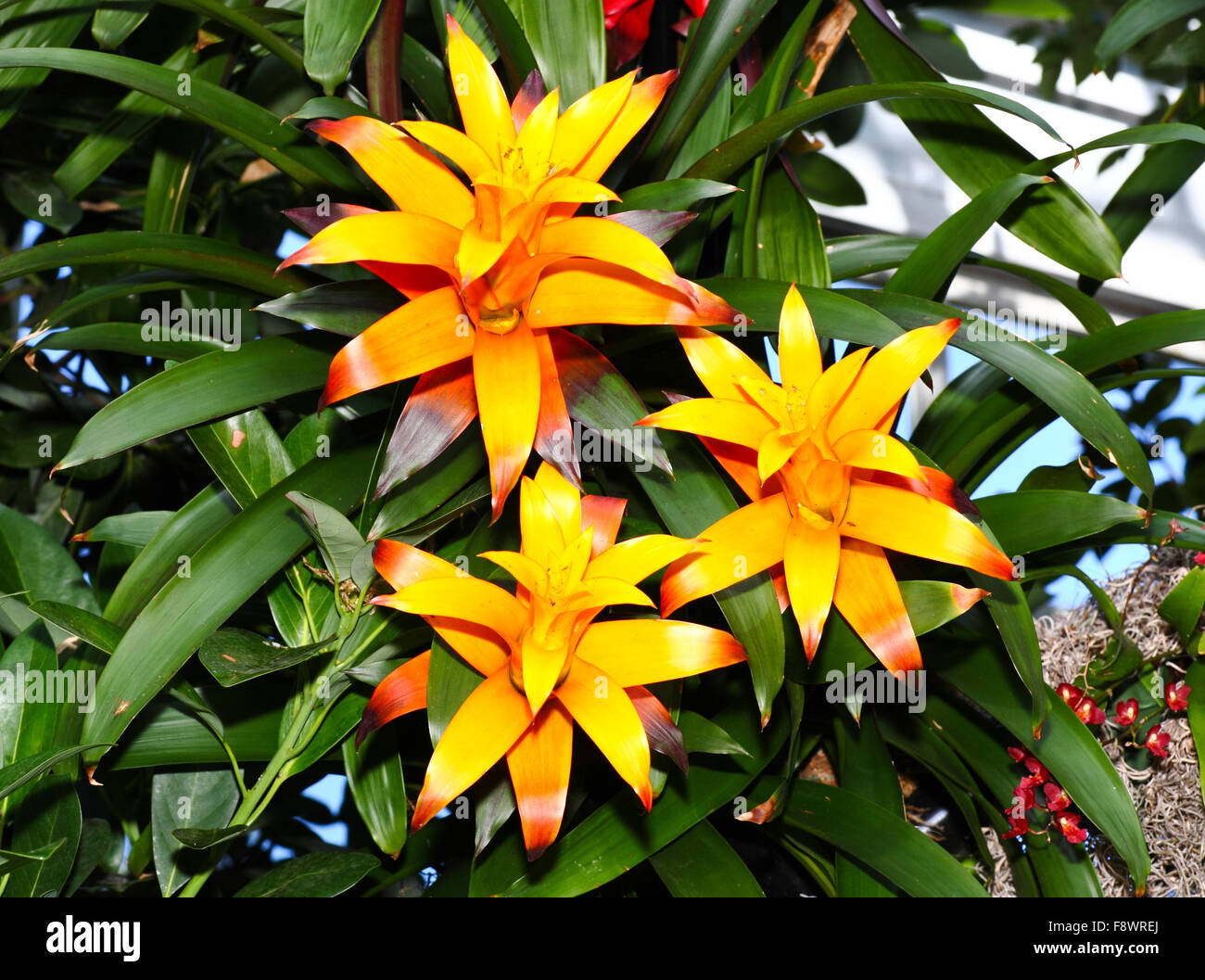 Flowers at a botanic garden Stock Photo - Alamy
