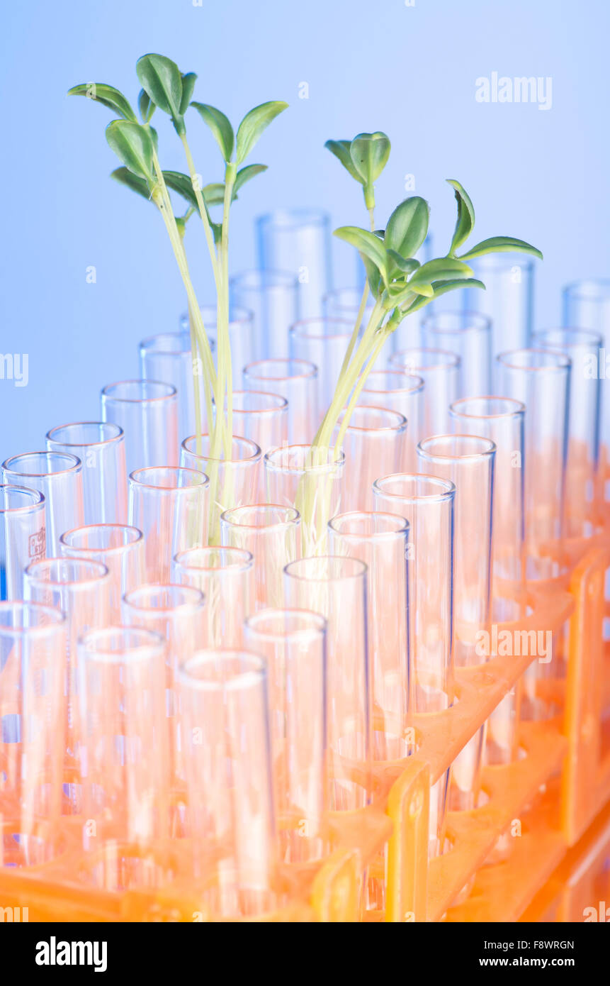 Lab tests with green seedlings Stock Photo - Alamy