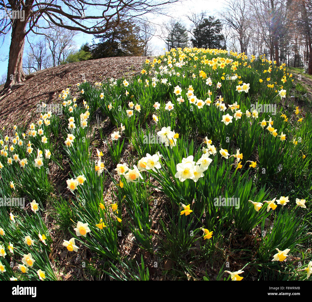 The daffodil blooming in spring Stock Photo - Alamy