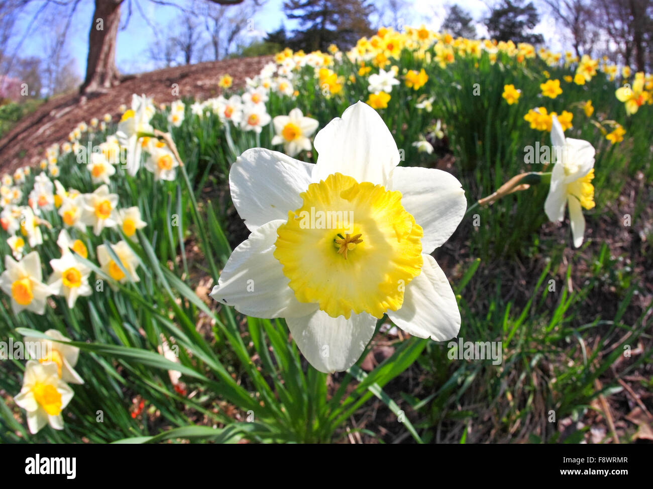 The daffodil blooming in spring Stock Photo - Alamy