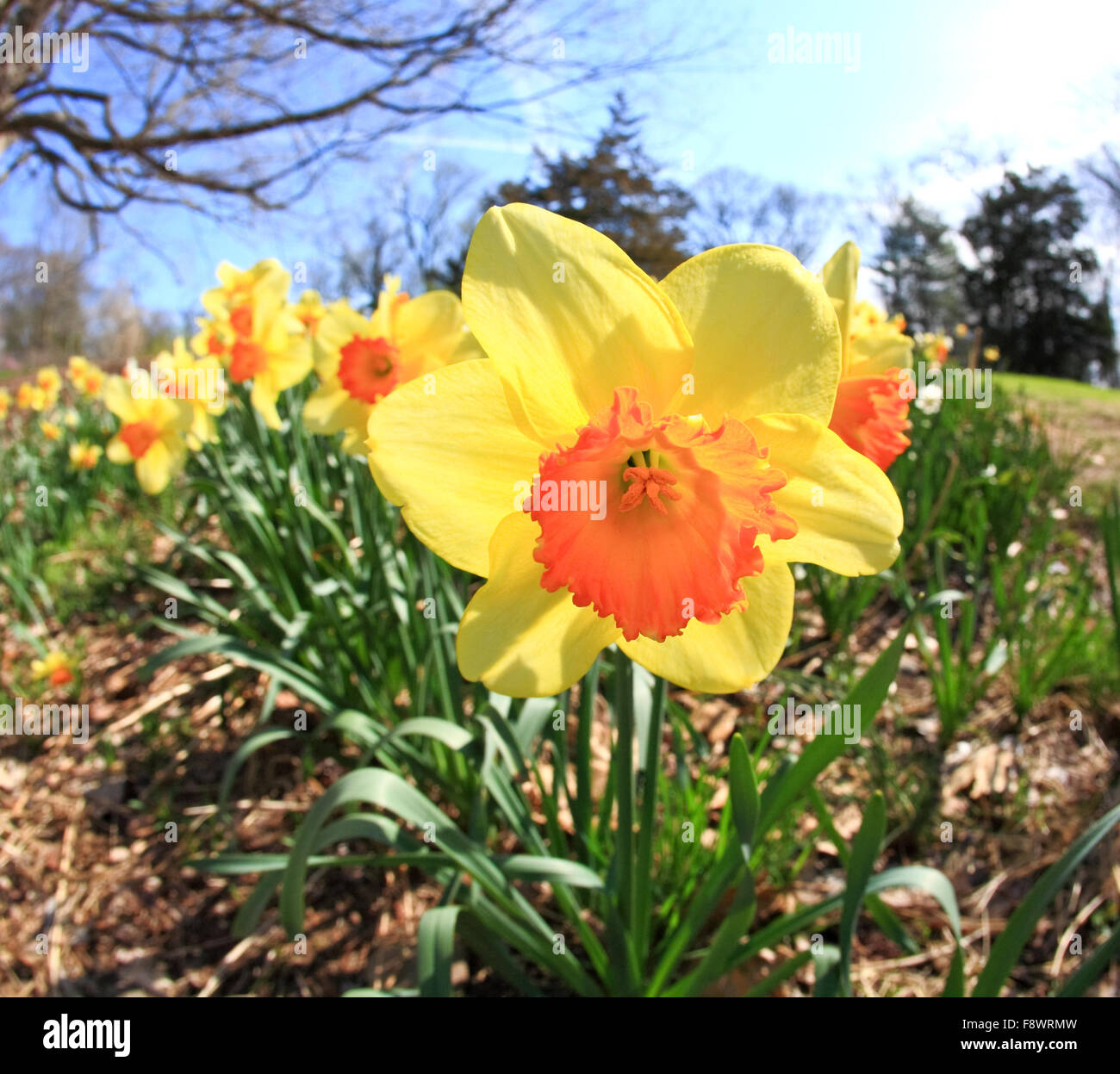 The daffodil blooming in spring Stock Photo - Alamy