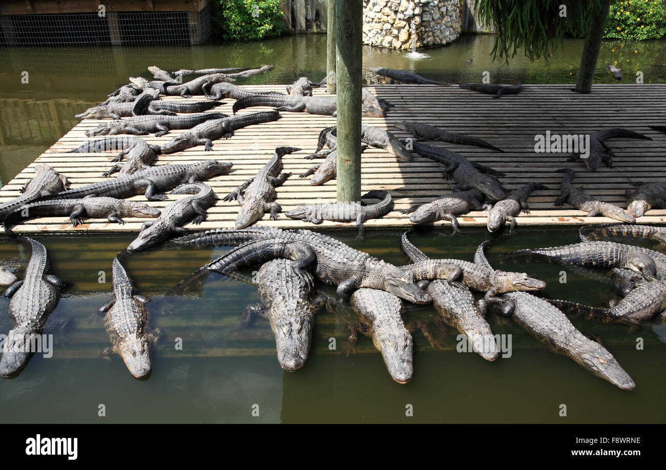 alligator in a park in Florida State Stock Photo - Alamy